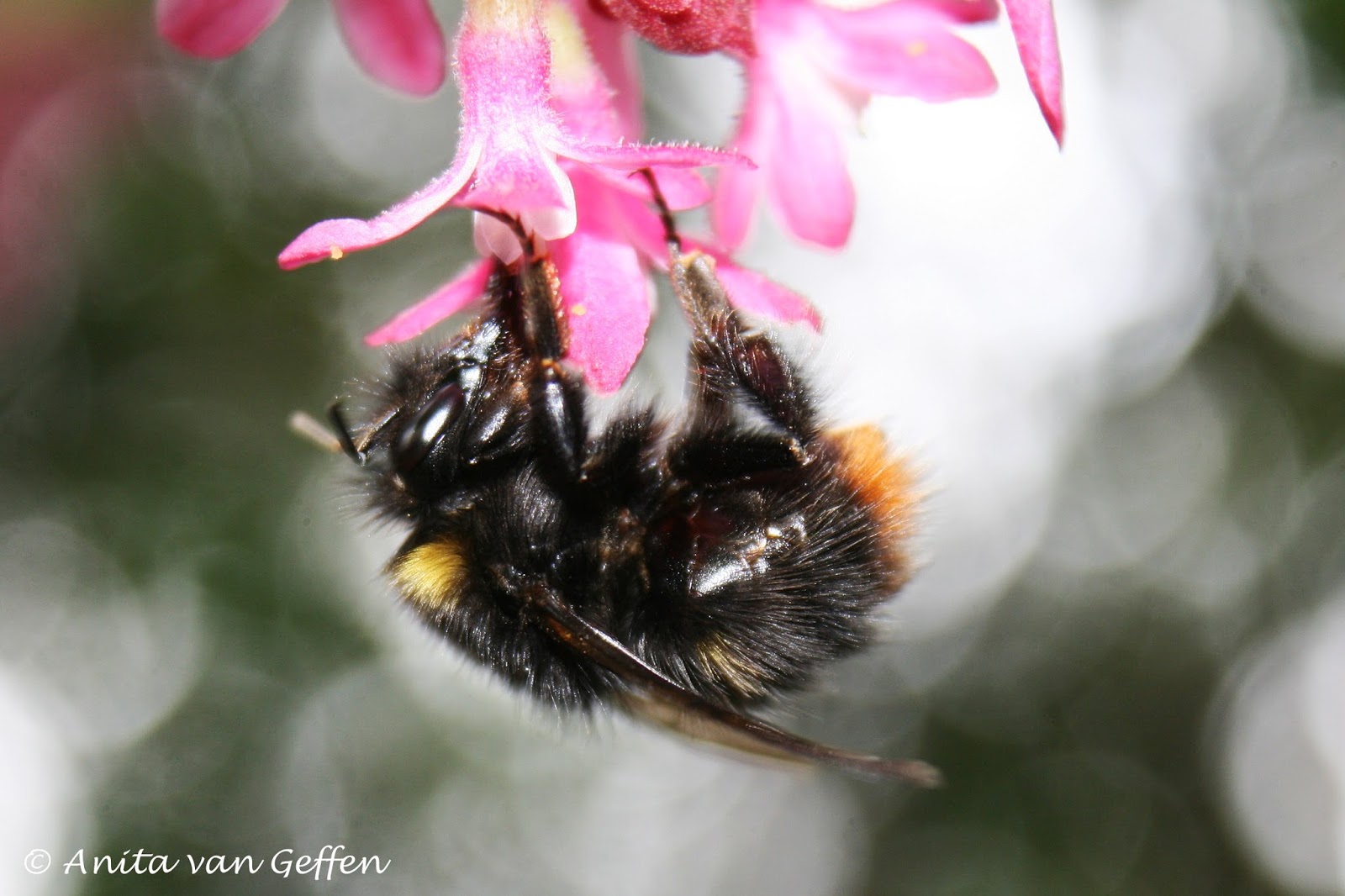 Natuurfotografie-Anita's-Art: Weidehommel (Bombus pratorum) in mijn tuin