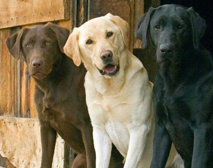 Giống chó Labrador Retriever - Những hình ảnh đẹp - Chăm sóc và Huấn ...