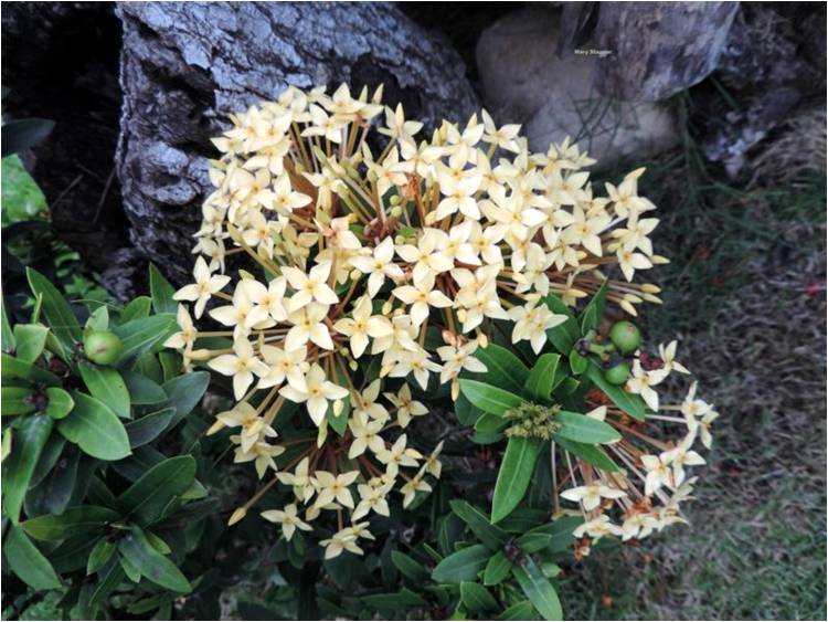 CRONICAS DE CUCUTA: 1351.- FLORES DE CUCUTA