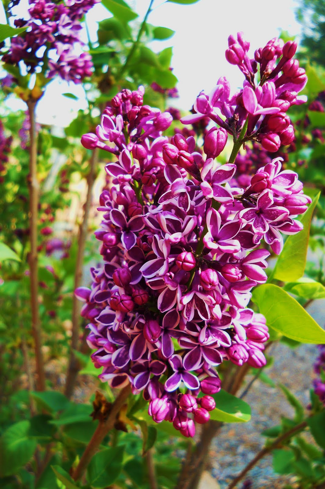 A Yellow Bicycle: Lilacs, Lilacs Everywhere!