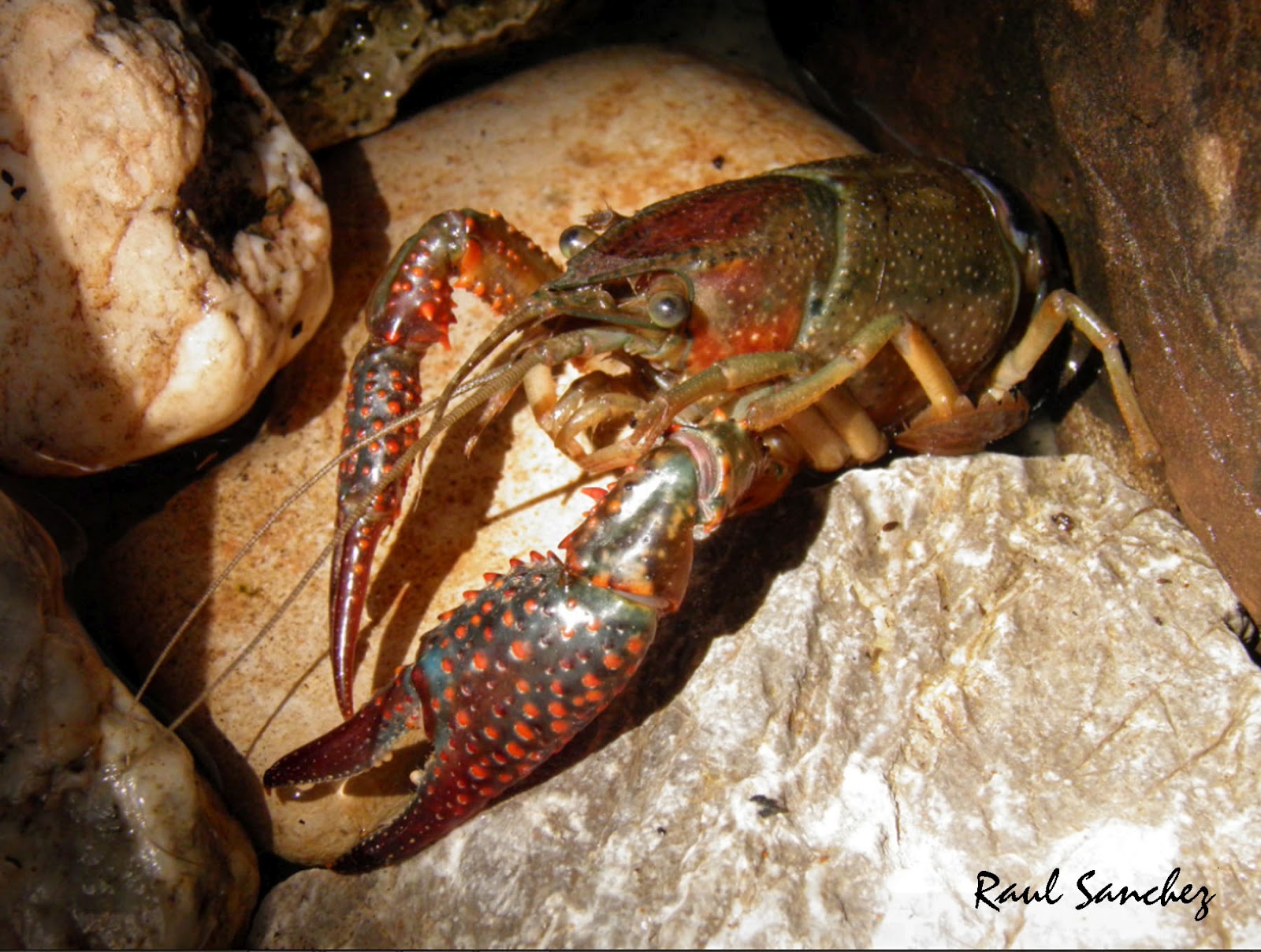 Naturaleza Viva : Cangrejo de río ( crustáceos decápodos )