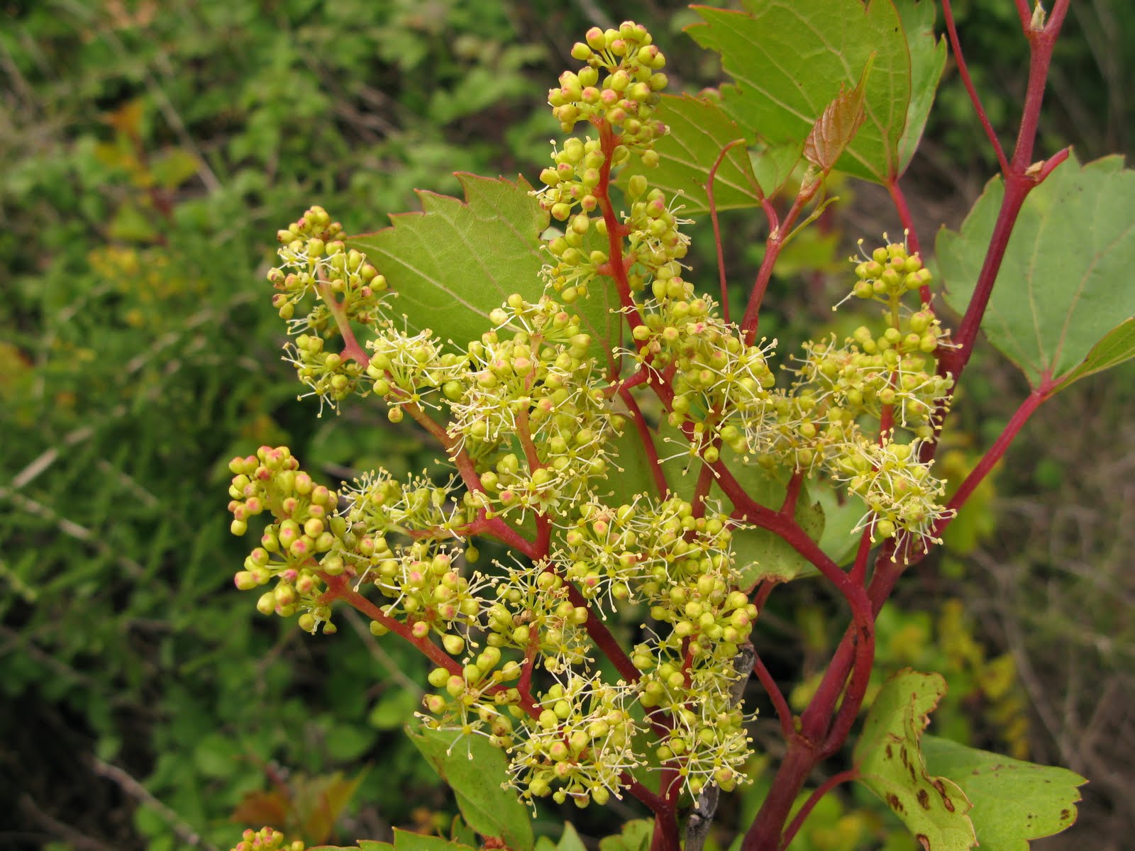 Flores y Palabras: Las vides empiezan a florecer