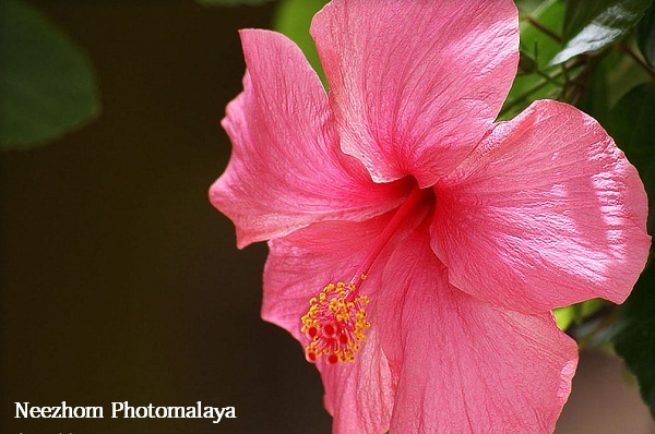 10 tanaman rumah yang anti pencemaran - Unikversiti