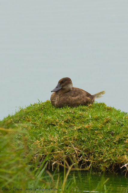 mis fotos de aves: Oxyura ferruginea Pato Zambullidor Grande Andean Duck