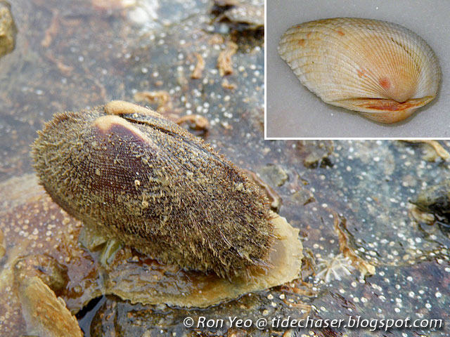 tHE tiDE cHAsER: Bivalves (Phyllum Mollusca: Class Bivalvia) of Singapore