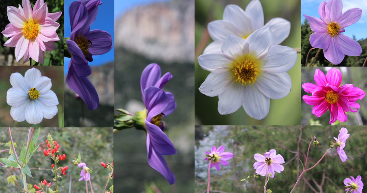 Las dalias en los agroecosistemas tradicionales/ Dahlias in traditional ...