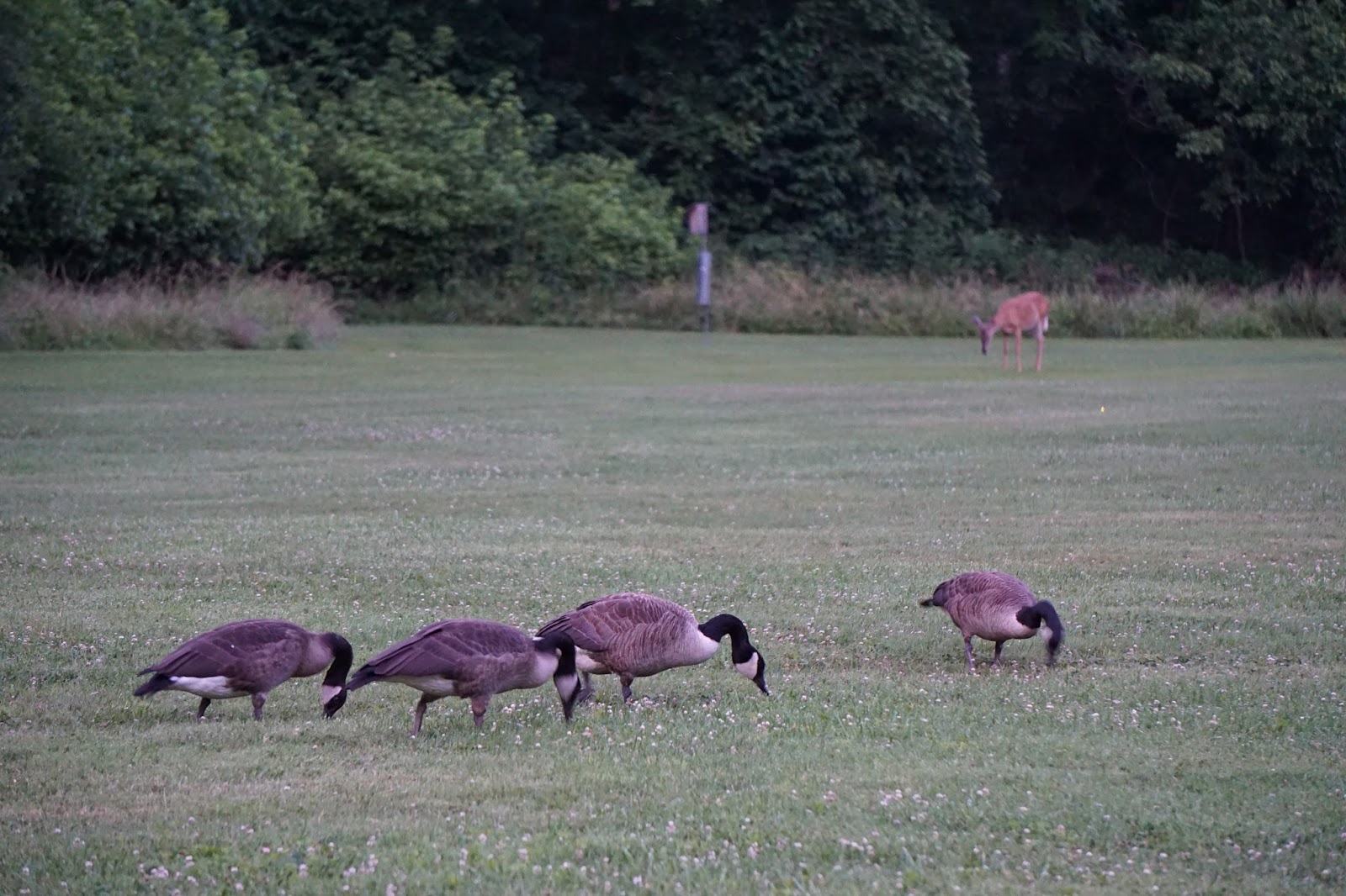 It's a Wanderful RV Life: RV Park Review - Bull Run Regional Park ...