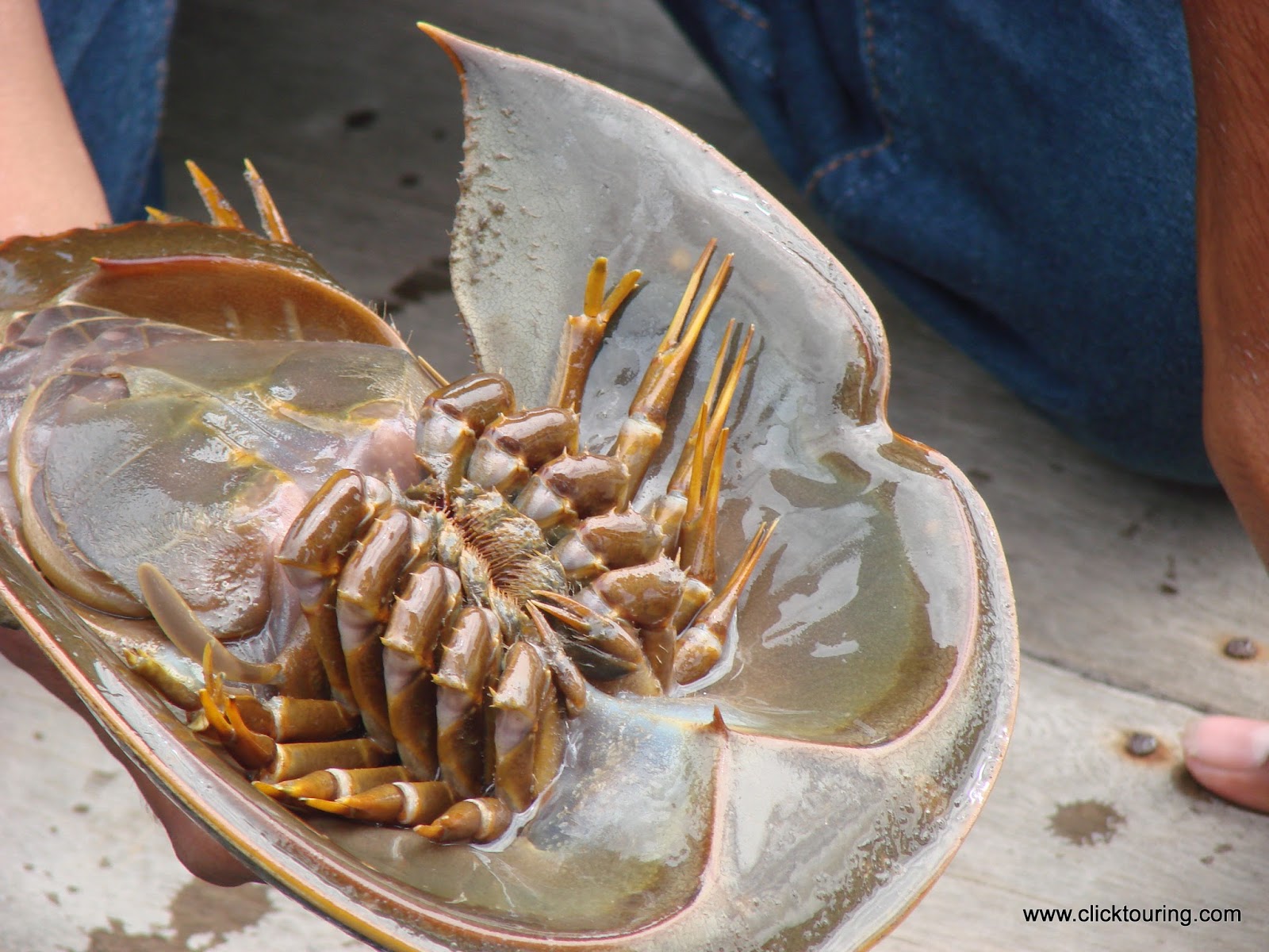 Clicktouring: Langkawi