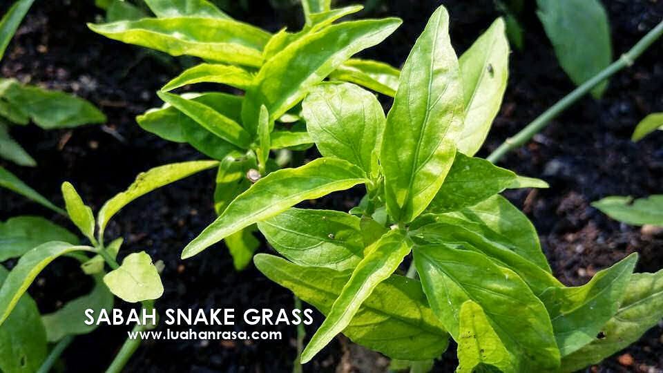 Herbs Info: Sabah Snake Grass - Healing & Benefits