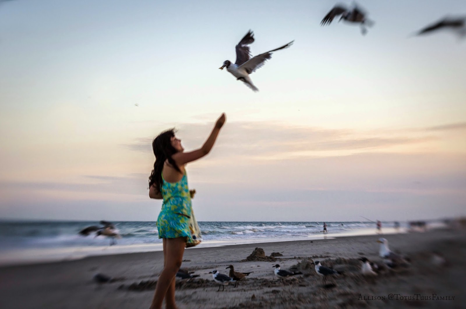 St. Francis Prayer to Birds - "Little Sisters" - Totus Tuus Family ...