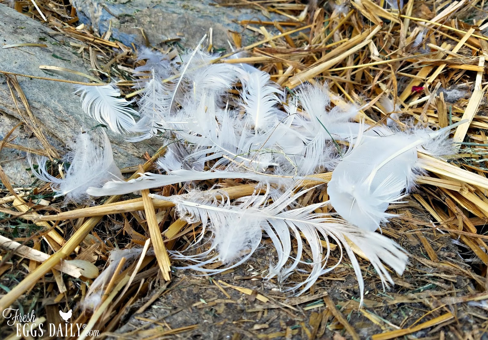 Ducks Molt Too! | Fresh Eggs Daily®