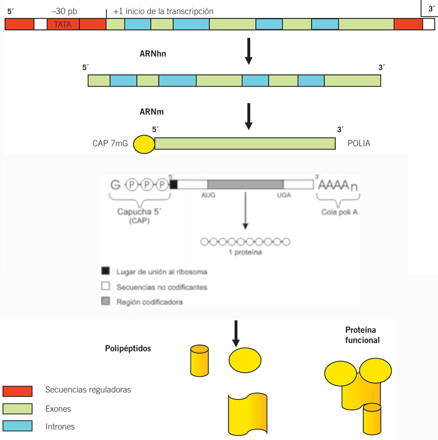 Actuaciencia: Ejercicios transcripción ARN