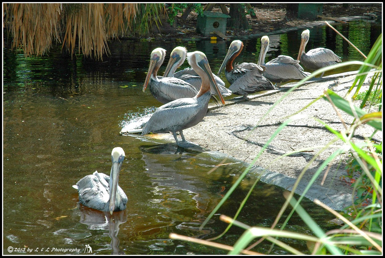Ocala, Central Florida & Beyond: Birds of Central Florida Ocala, Central Florida & Beyond: Birds of Central Florida