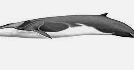 El rorcual común - Biología