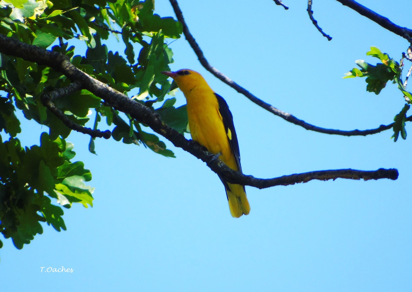 PASARI DIN ROMANIA: GRANGUR, Oriolus oriolus