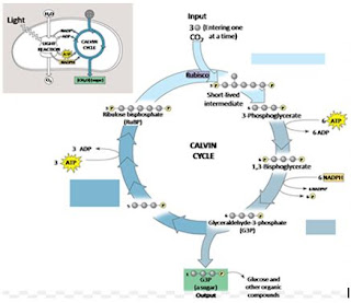 Outer Space of Me : Fotosintesis pada Tumbuhan C3, C4, dan CAM