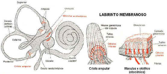 Biologia Concursos: Labirinto - Anatomia da Orelha