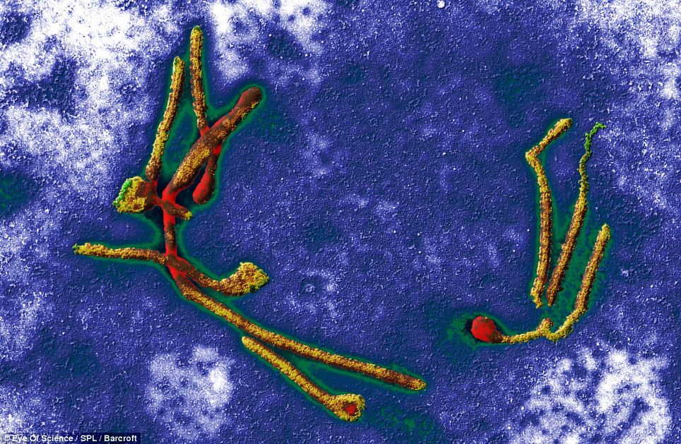 7 of the world's deadliest viruses | Info Blog News