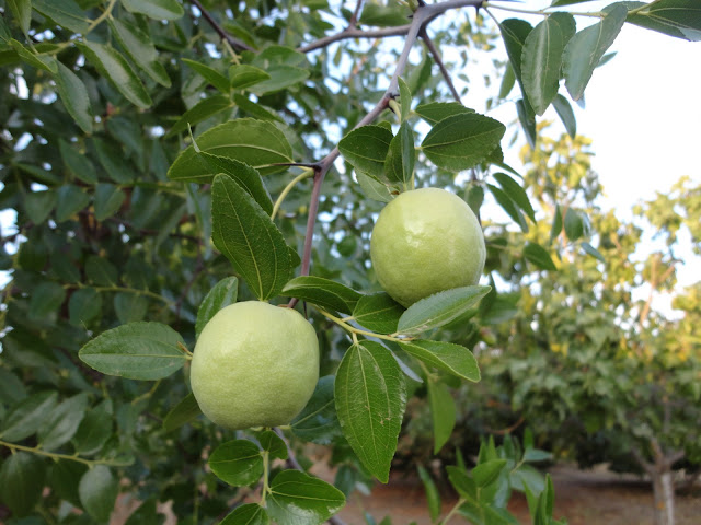 El Terrao - Dos urbanitas en el campo: EN OTOÑO MADURAN LAS AZUFAIFAS