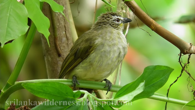 Wild Sri Lanka: Dancing With Bubuls.......