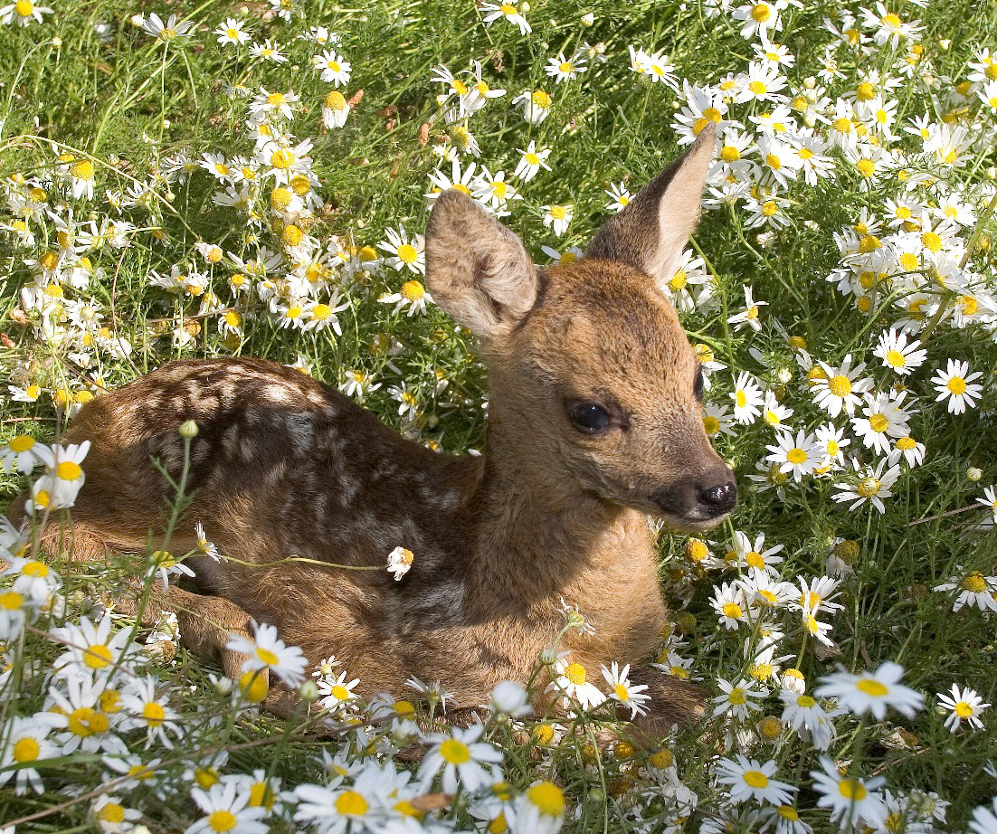 in viaggio nella natura toscana: Animali selvatici: guardare ma non toccare