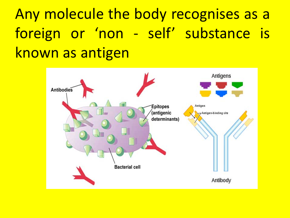 Grade 11: Chapter 5 - IMMUNITY