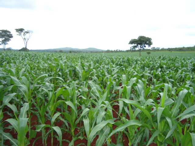 Kilimo Bora cha Mahindi - Kanuni Tano Muhimu - KILIMO NA UFUGAJI