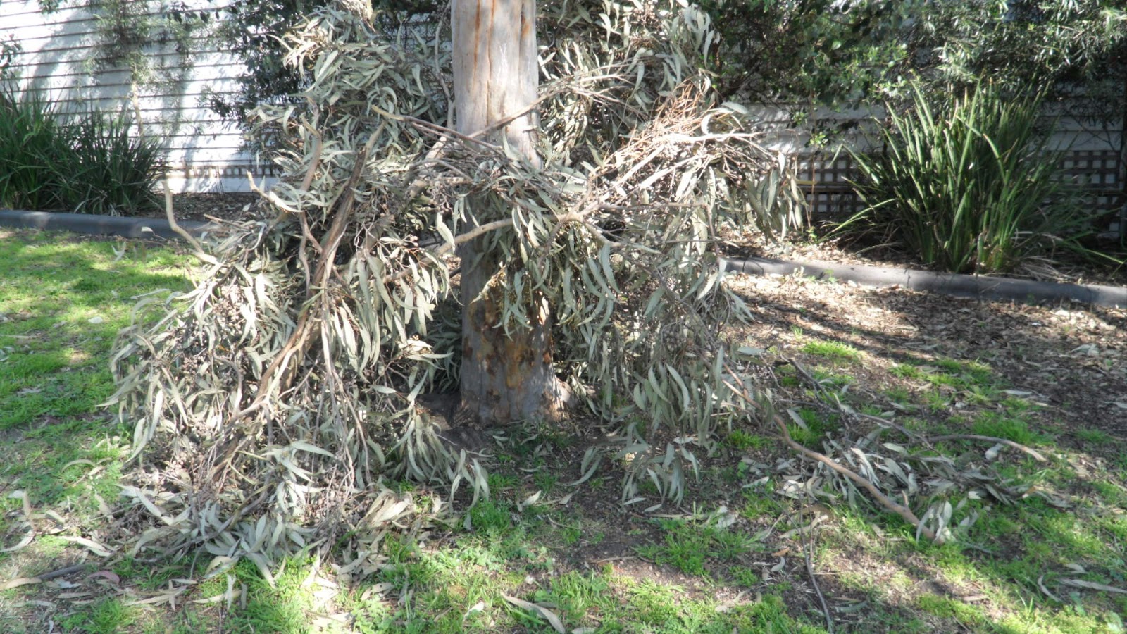 musings from the terrace: An inner urban humpy