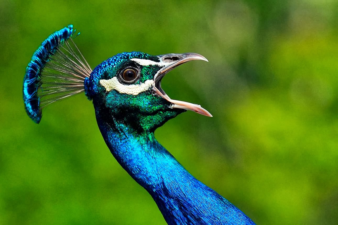 Differents Birds pics: Peacock