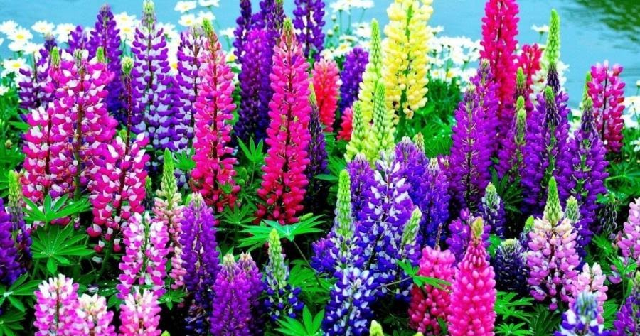 Lupinus mutabilis «chocho» - Id Plantae