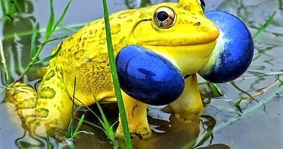 Fieggentrio: Maak kennis met de Indiase brulkikker (filmpje).