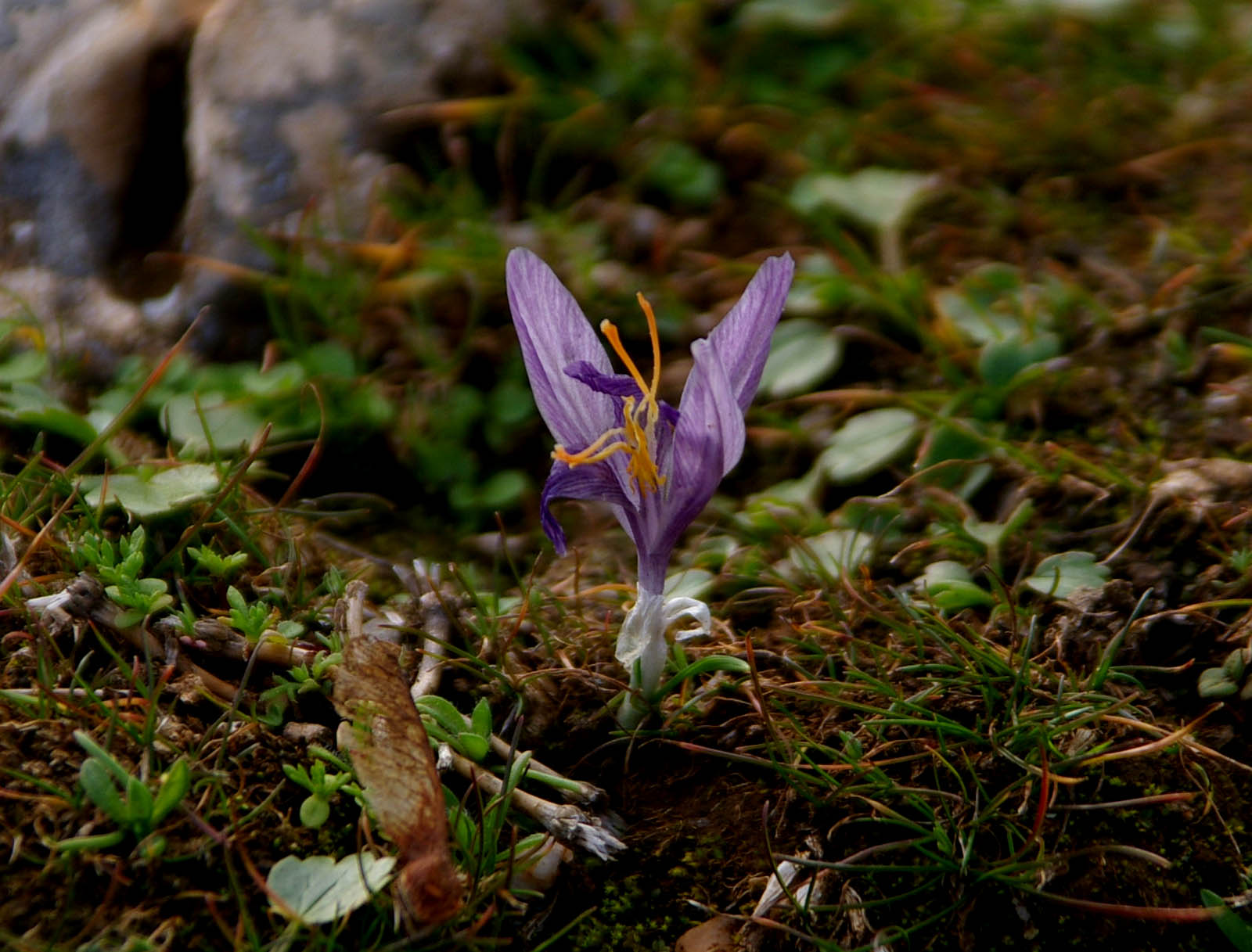 We live together: Crocus oreocreticus