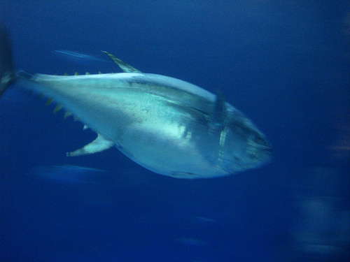 Behind the French Menu: Thon - Tuna, the Fish. Tuna in French Cuisine.