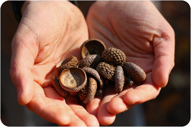 You know how we're an art family...: a week full of acorns