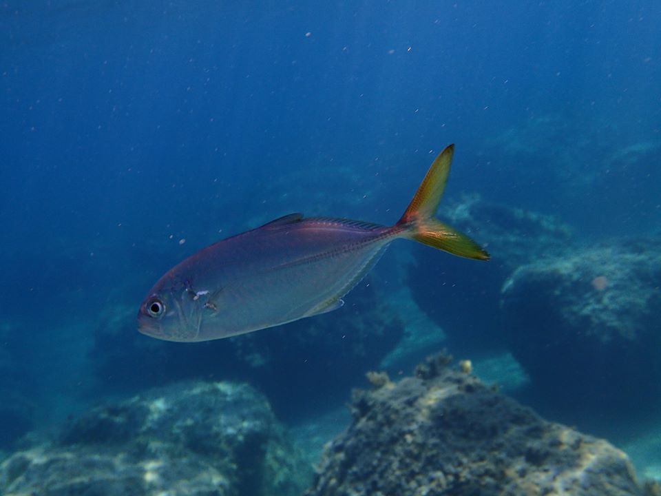 Biodiversity of Cyprus by NGO Protection of the Natural Heritage and ...