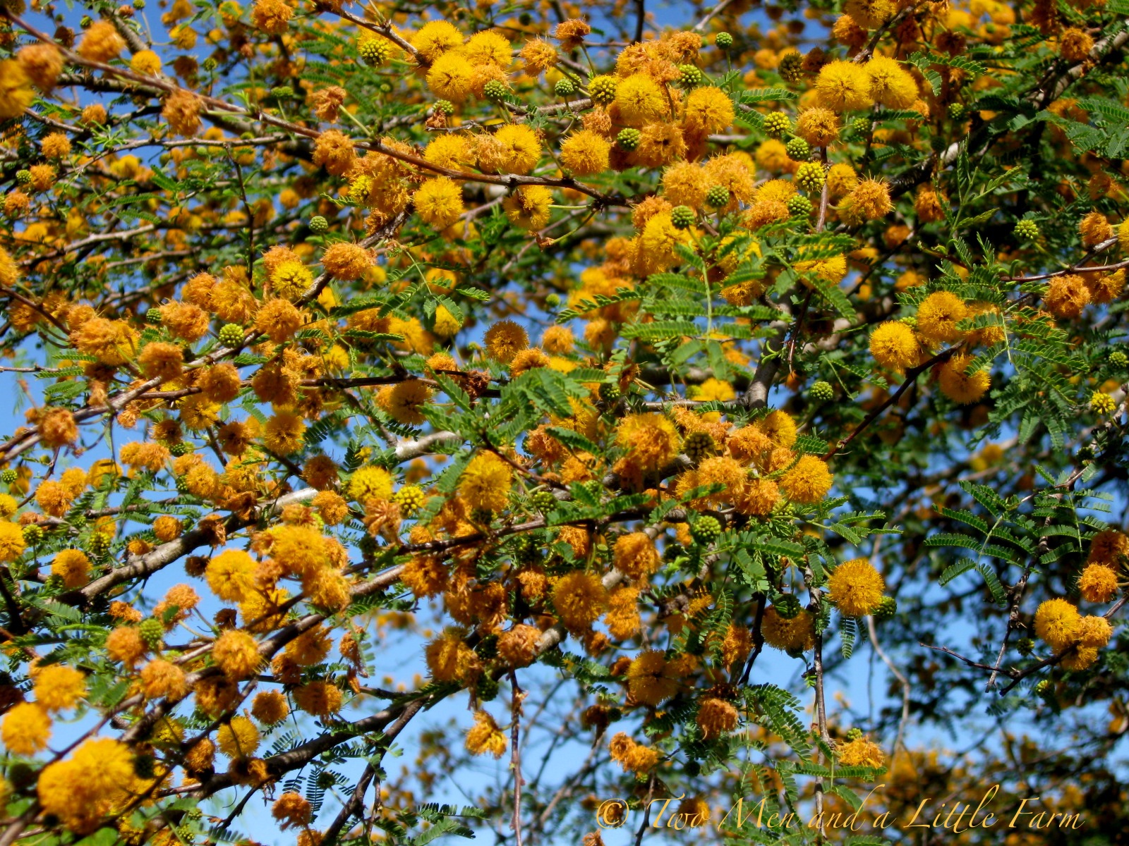 Two Men and a Little Farm: HUISACHE TREE FOLLOWUP