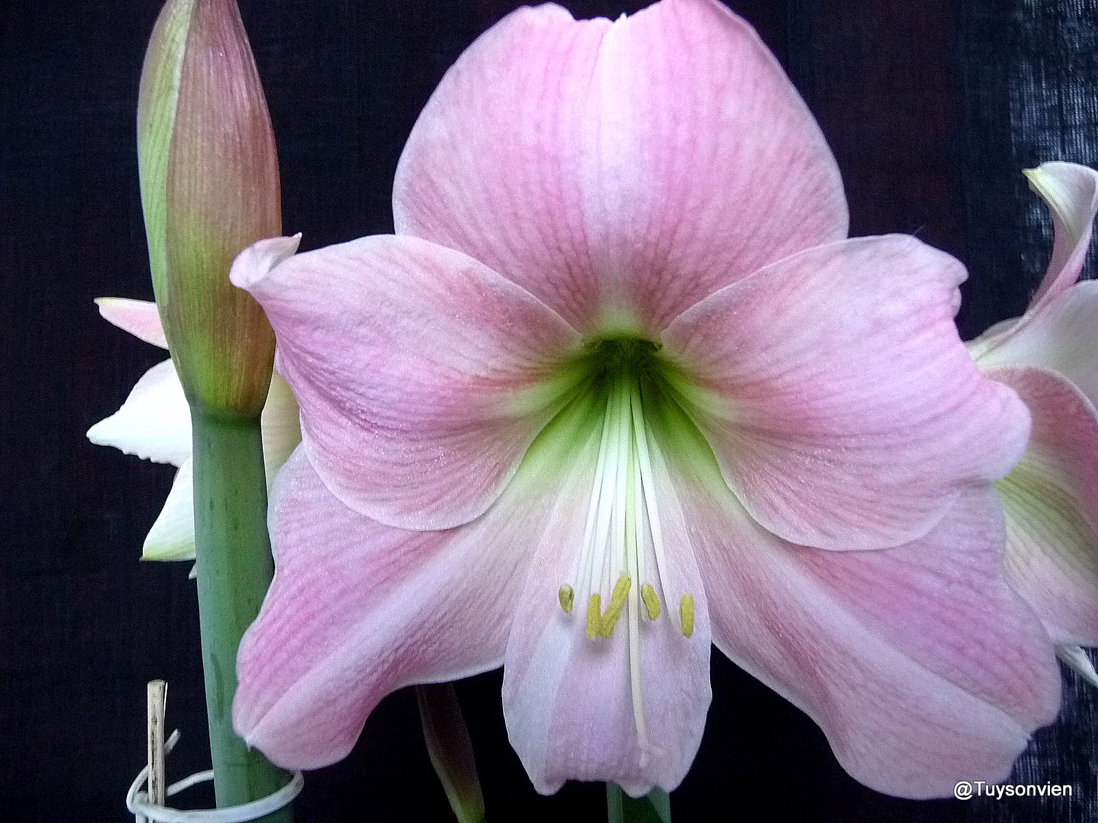 My garden at Tuy Son Vien: Amaryllis blooms