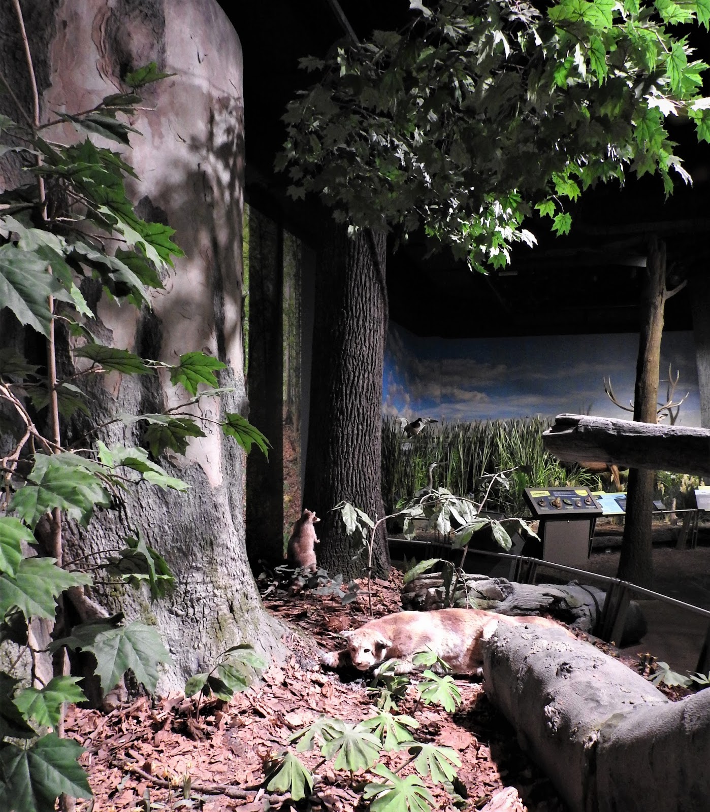 BONE ROOMS: January 2018