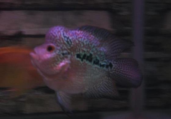 Flowerhorn The Hybrid Cichlids: Louhan Jenong Bonsai