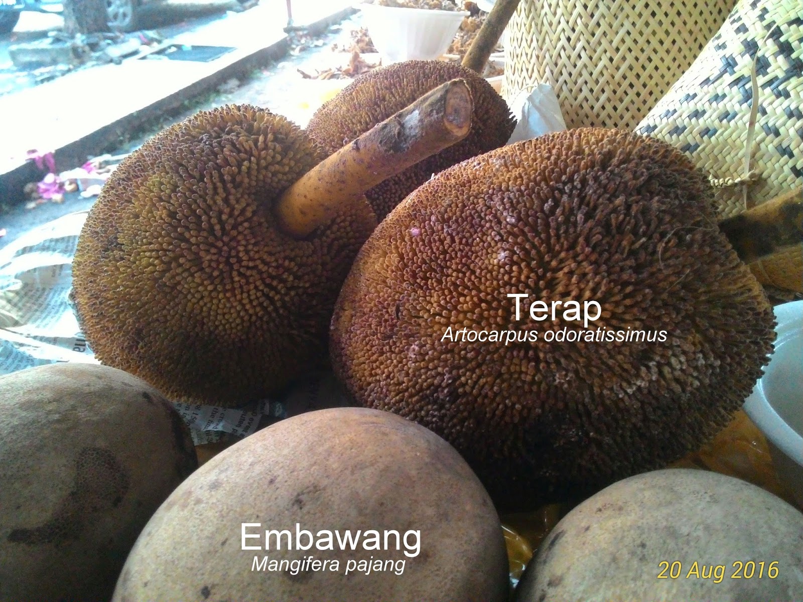 Ongzi's SecretGarden: Pasar Borneo 2016 @ Seri Kembangan