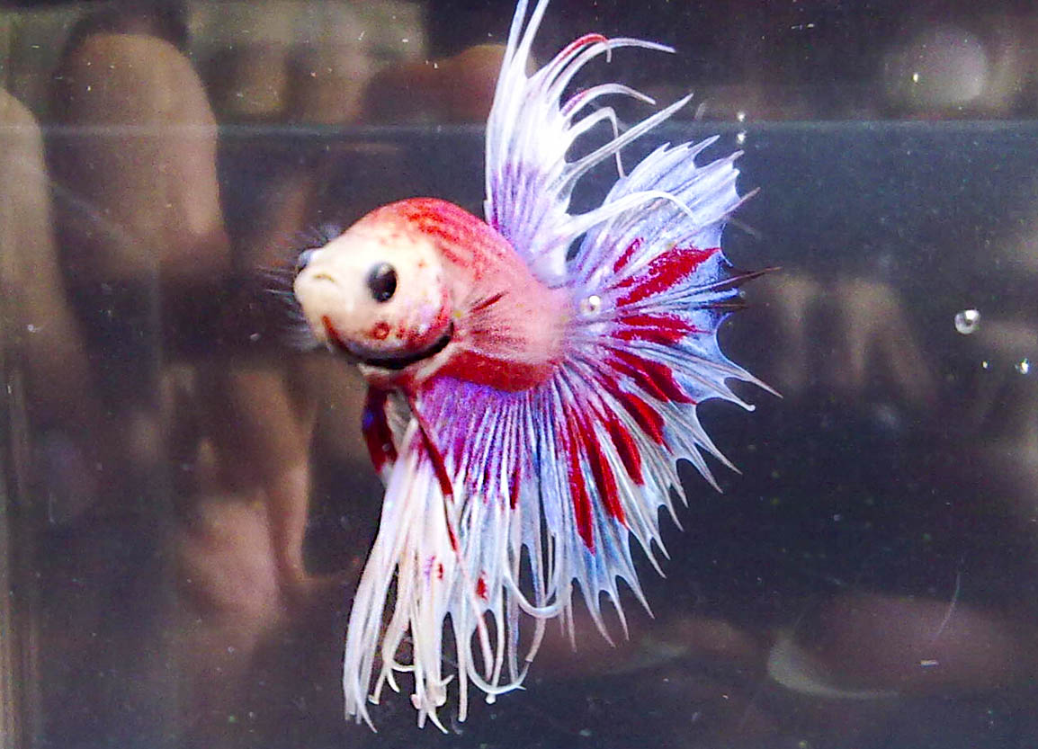 GANZO GAMES EXTENDED (PC Games RM5 & Betta Fish): BETTA CROWNTAIL ...