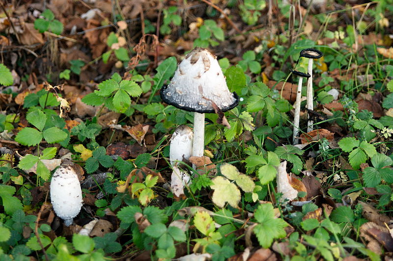 Temperate Climate Permaculture: Shaggy Mane Mushrooms