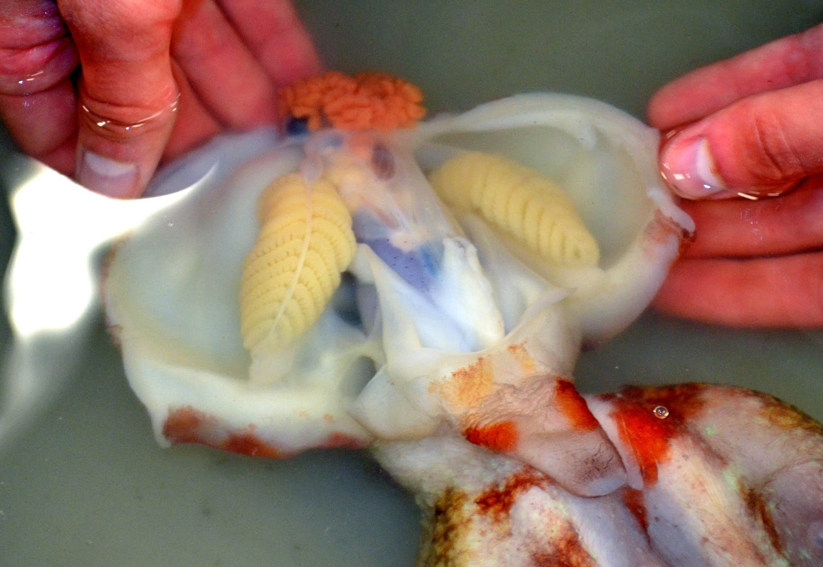Octopus Dissection