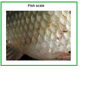 Khasiat Minyak Zaitun Palestine