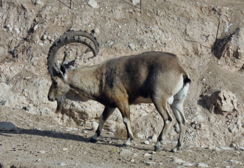 Don't Come for the Animals: Go to Africa