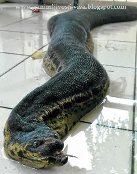 Životinje i zanimljivosti: Velika "bezopasna" vodena zmija koja jede ...