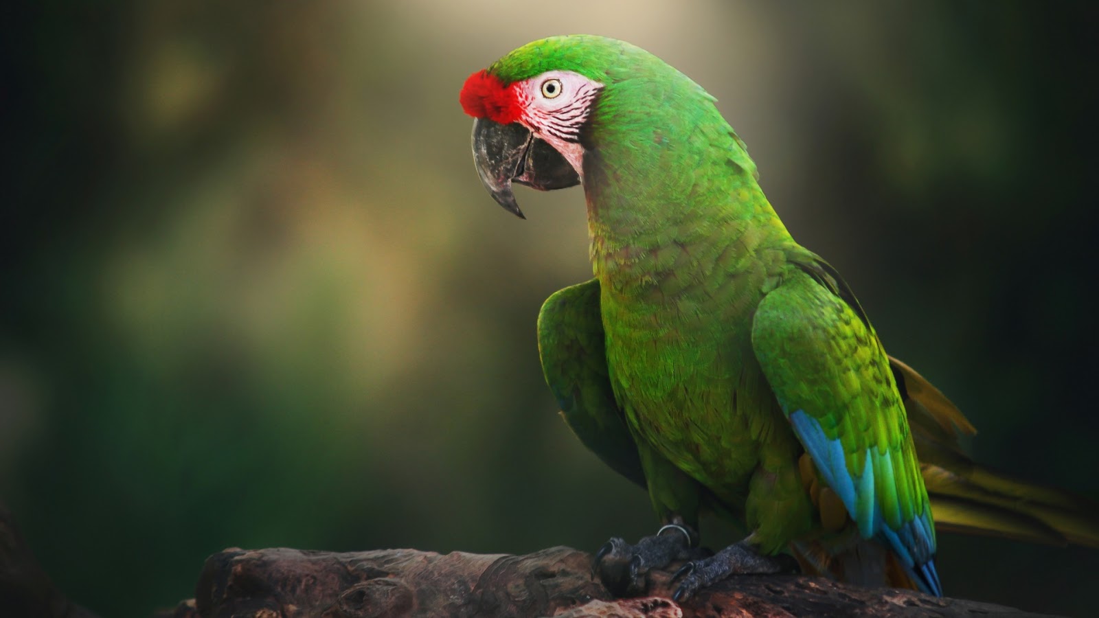 Especies de animales varios