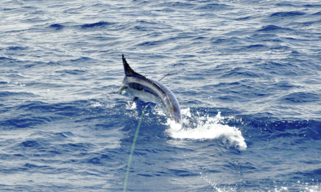 PORT STEPHENS UPDATE | Cairns Marlin Fishing | Black Marlin Cairns