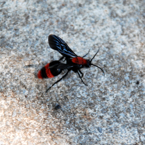 FORMIGA-DE-VELUDO - UMA VESPA PELUDA E COLORIDA