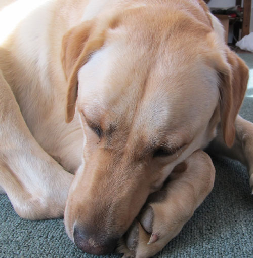 Talking Dogs at For Love of a Dog: Wordless Wednesday: All Partied Out